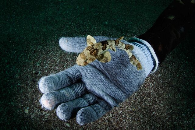 Two Oceans Aquarium | Shark showcase: Puffadder shyshark