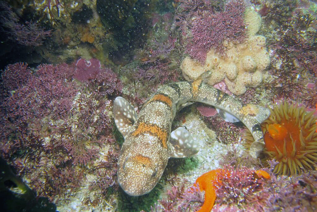 Two Oceans Aquarium | Shark showcase: Puffadder shyshark