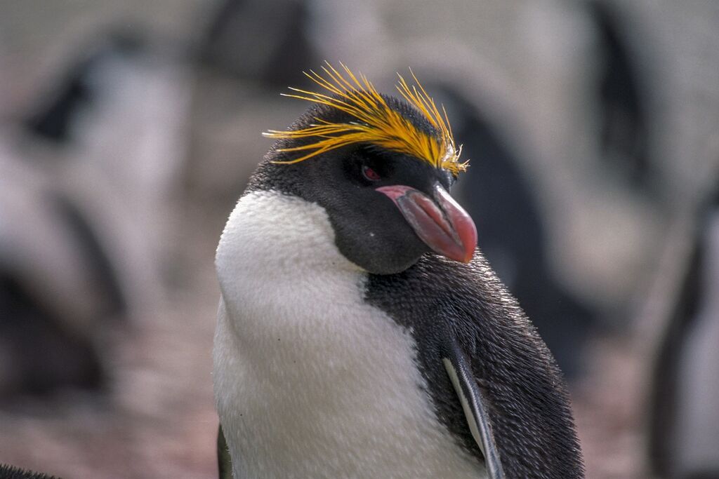 Two Oceans Aquarium | 28 types of penguin: The only list you'll ever…