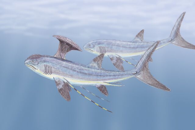 Two Oceans Aquarium | Evolution's ultimate predator: here are our top…