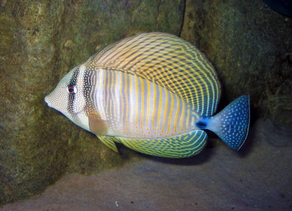 Two Oceans Aquarium | Sailfin tang