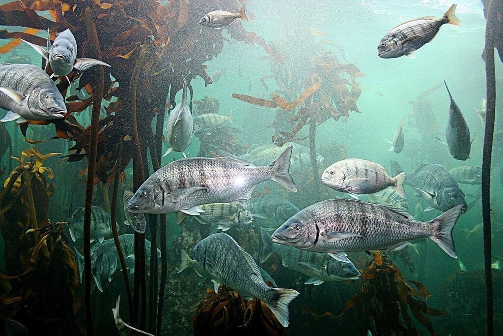 Two Oceans Aquarium Foundation | What is kelp? everything you need to…