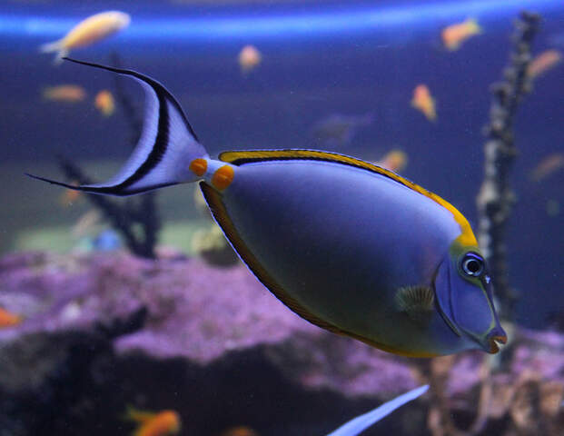 Two Oceans Aquarium | Orange-spine unicorn