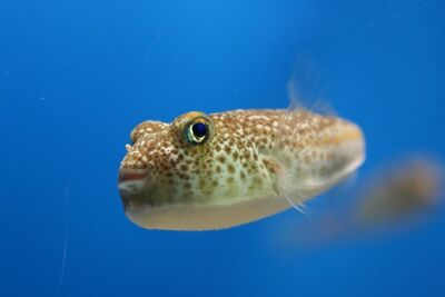 Two Oceans Aquarium | Sea shields: Aquarium animals and their amazing…