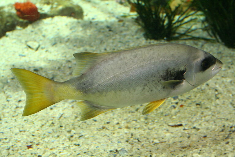 Two Oceans Aquarium | Cape knifejaw