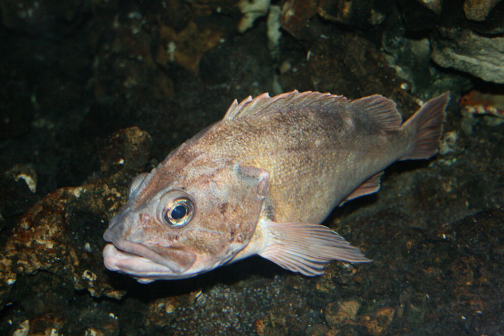 Two Oceans Aquarium | Jacopever