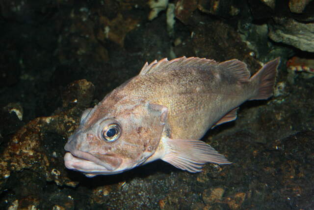 Two Oceans Aquarium Foundation | Jacopever