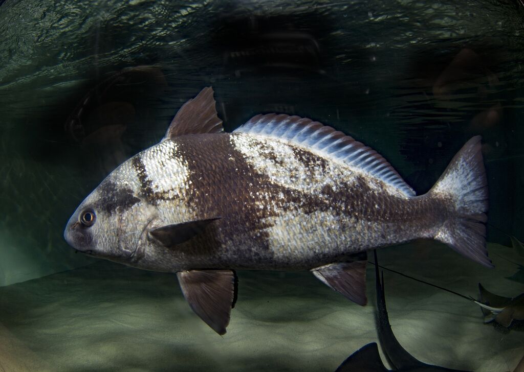 Two Oceans Aquarium | Baardman