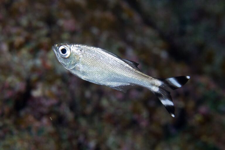 Two Oceans Aquarium | Barred flagtail