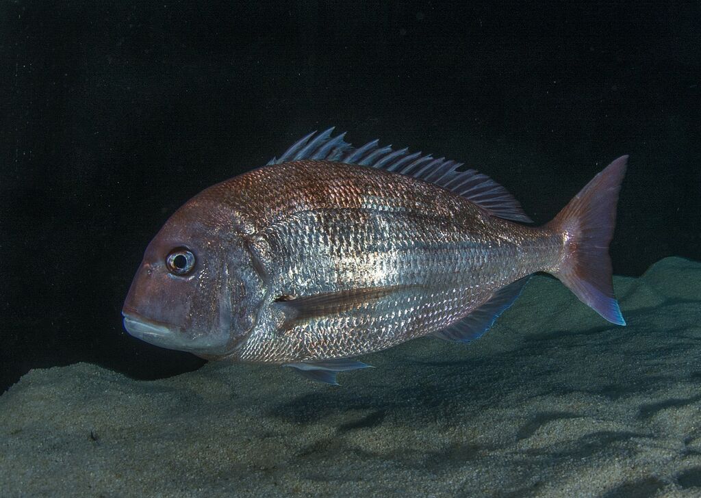 Two Oceans Aquarium | Santer