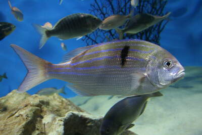 Two Oceans Aquarium | Seventy-four