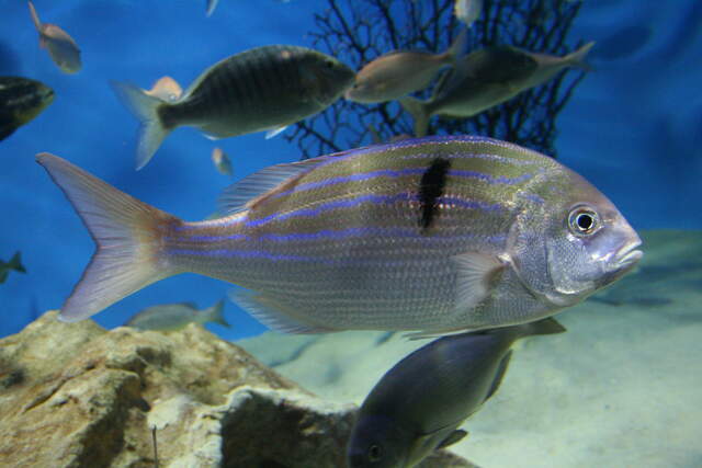 Two Oceans Aquarium | Seventy-four