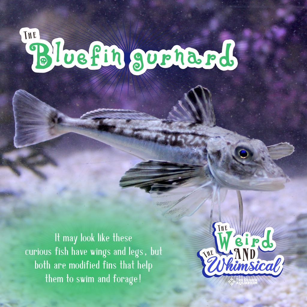 Two Oceans Aquarium | Introducing our favourite Weird and Whimsical…