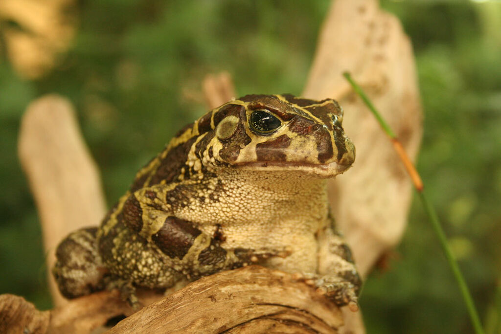 Two Oceans Aquarium | Western leopard toad