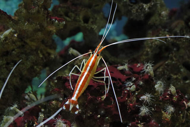 Two Oceans Aquarium | Skunk cleaner shrimp