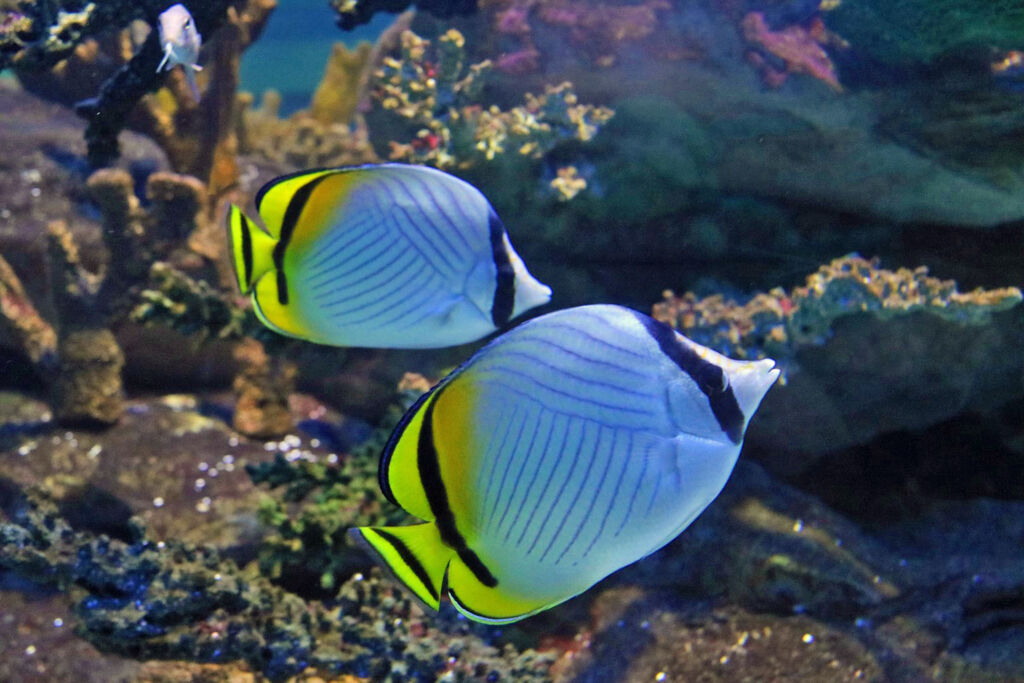 Two Oceans Aquarium | Vagabond butterflyfish