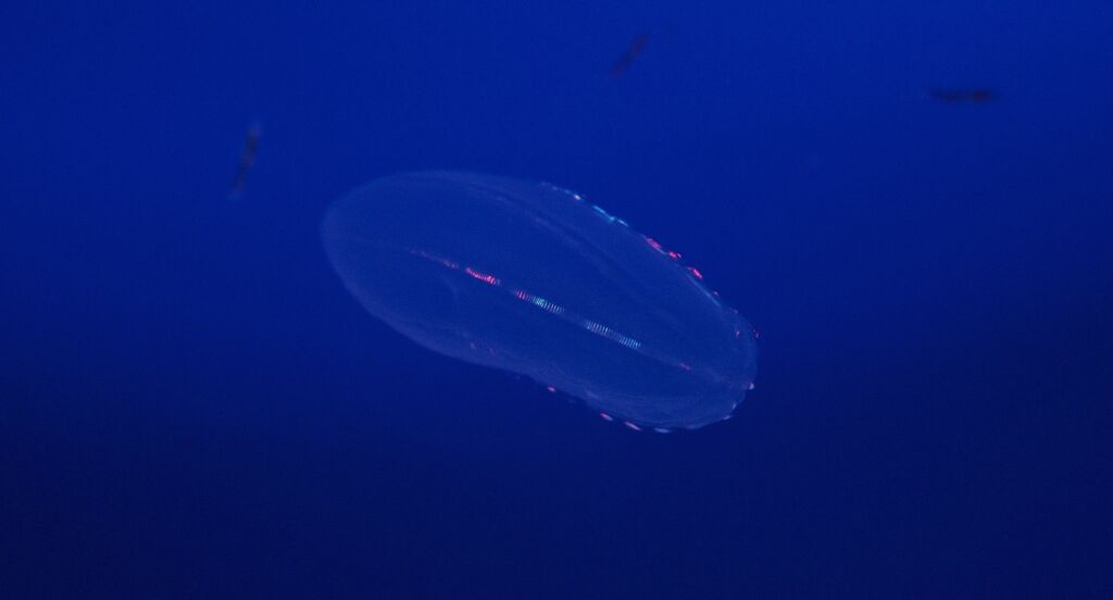 Two Oceans Aquarium | Comb jelly