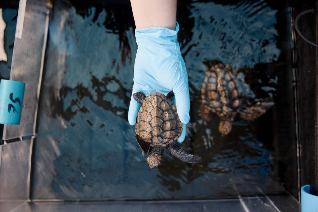 Two Oceans Aquarium | Adopt a turtle this Mandela Day!