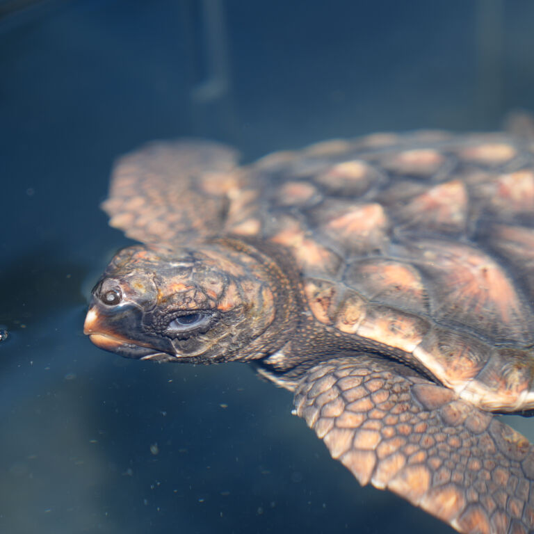 Two Oceans Aquarium Foundation | Adopt a turtle