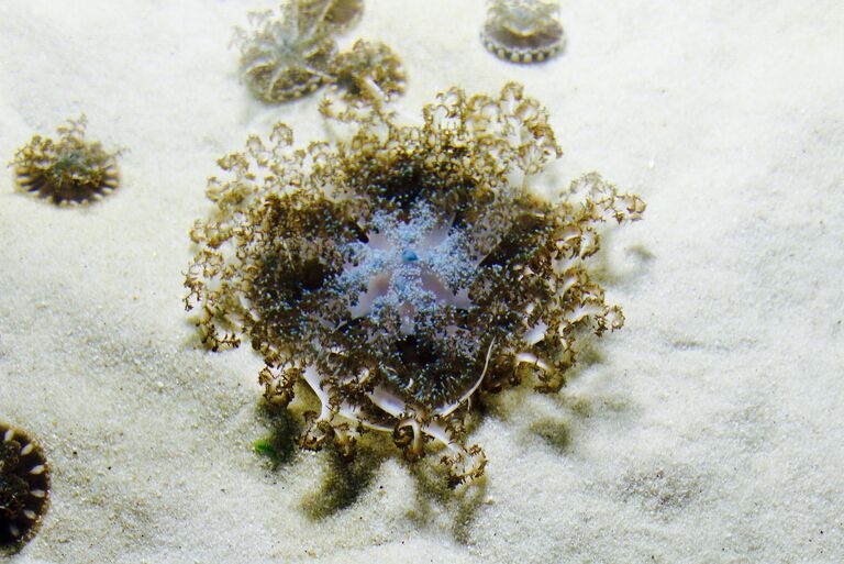 Two Oceans Aquarium | Upside down jelly