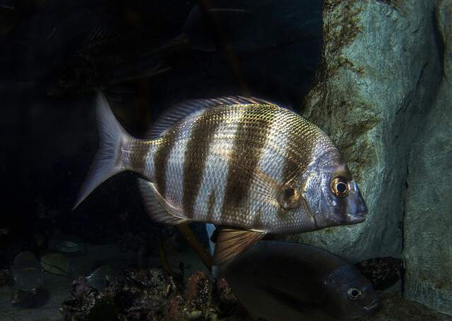 Two Oceans Aquarium | Zebra Fish