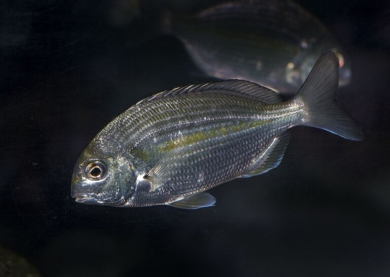 Two Oceans Aquarium | Cape stumpnose