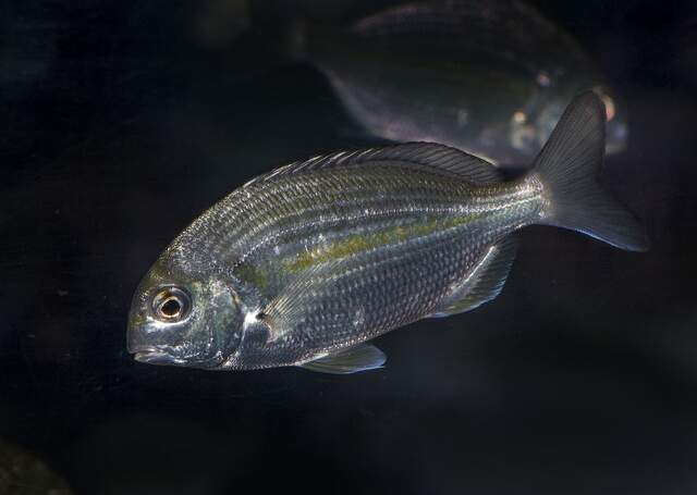 Two Oceans Aquarium | Cape stumpnose