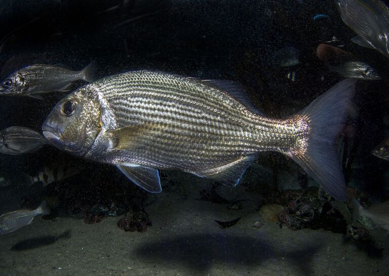 Two Oceans Aquarium | White musselcracker