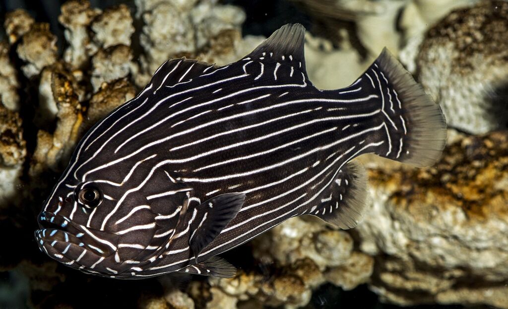 Two Oceans Aquarium | Sixstripe soapfish