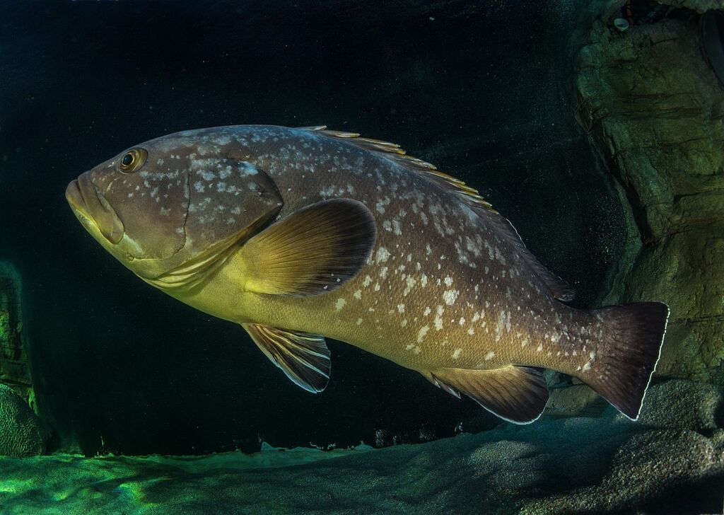 Two Oceans Aquarium | Yellowbelly rockcod