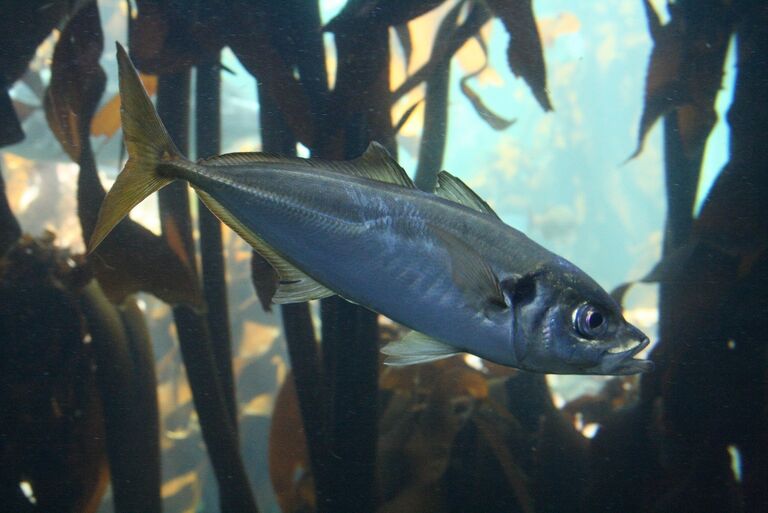 Two Oceans Aquarium | Maasbanker (horse mackerel)