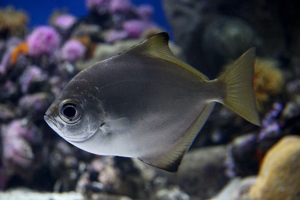 Two Oceans Aquarium | Cape moony (oval moony)