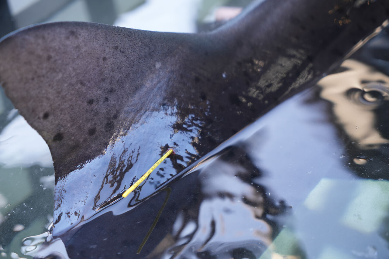 Two Oceans Aquarium | The Two Oceans Aquarium released four spotted…