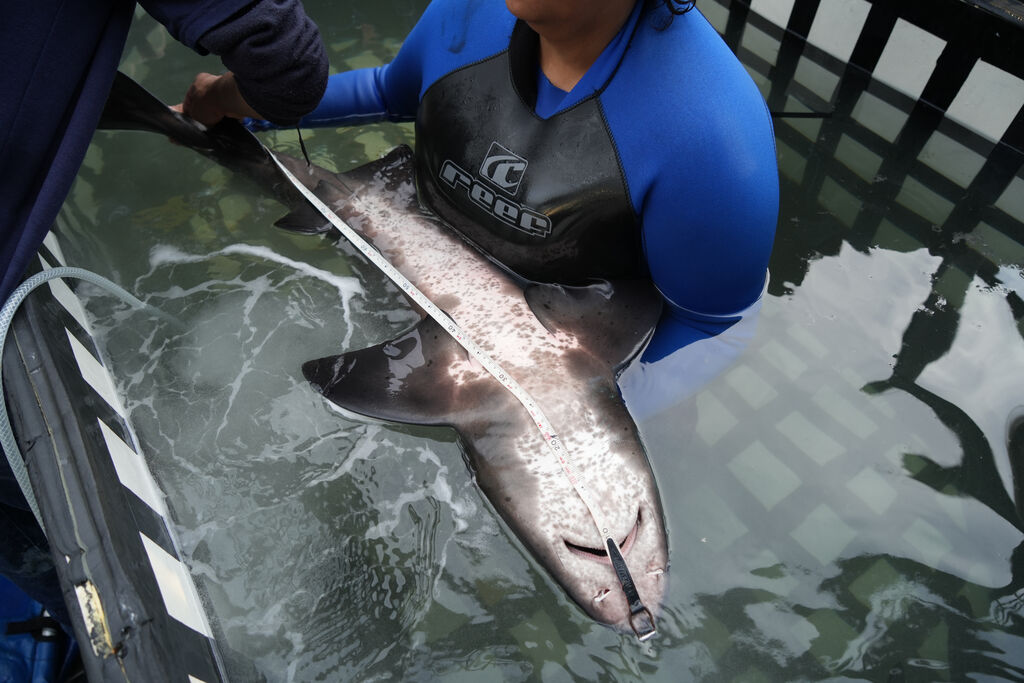 Two Oceans Aquarium | The Two Oceans Aquarium released four spotted…