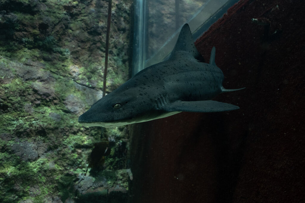 Two Oceans Aquarium Foundation | This World Shark Day, a…