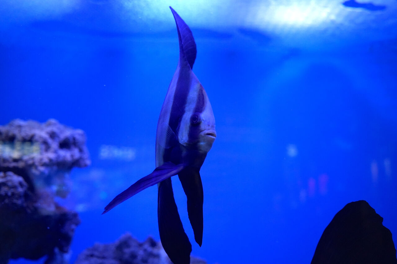 Two Oceans Aquarium | The Two Oceans Aquarium has a new superhero:…