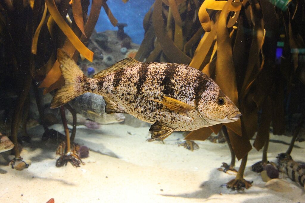 Two Oceans Aquarium | Tristan five fingers