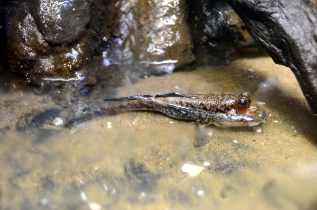 Two Oceans Aquarium | Mudskipper