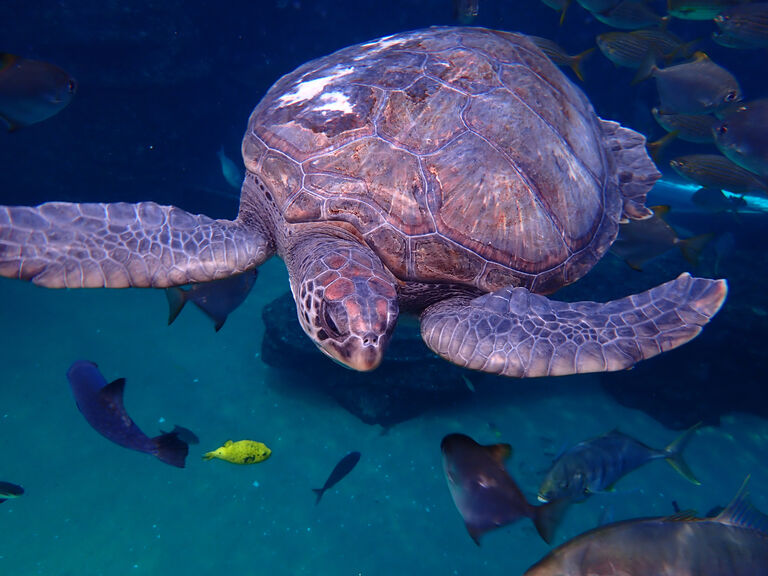 Two Oceans Aquarium | Everything you need to know about green turtle…