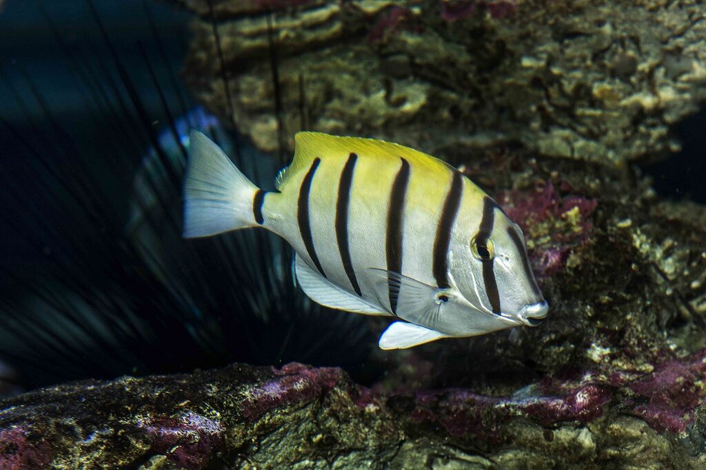 Two Oceans Aquarium | Convict surgeonfish