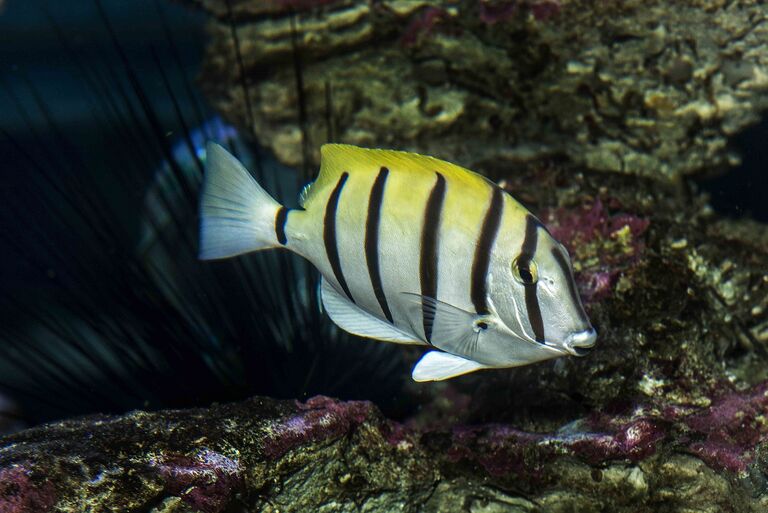 Two Oceans Aquarium Foundation | Convict surgeonfish