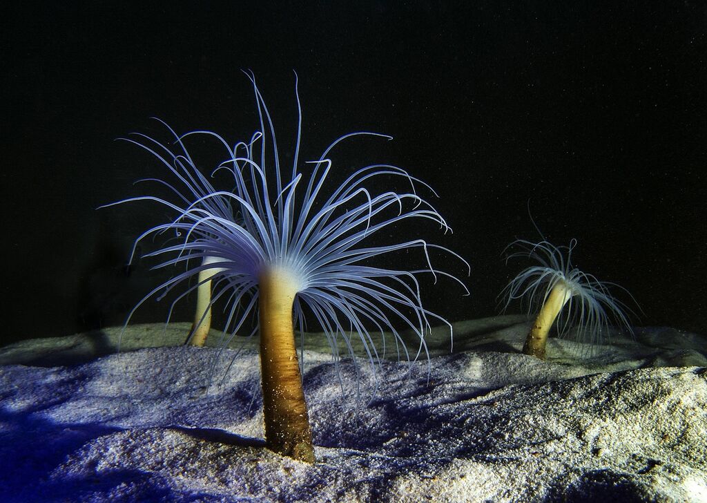 Two Oceans Aquarium | Tube anemone
