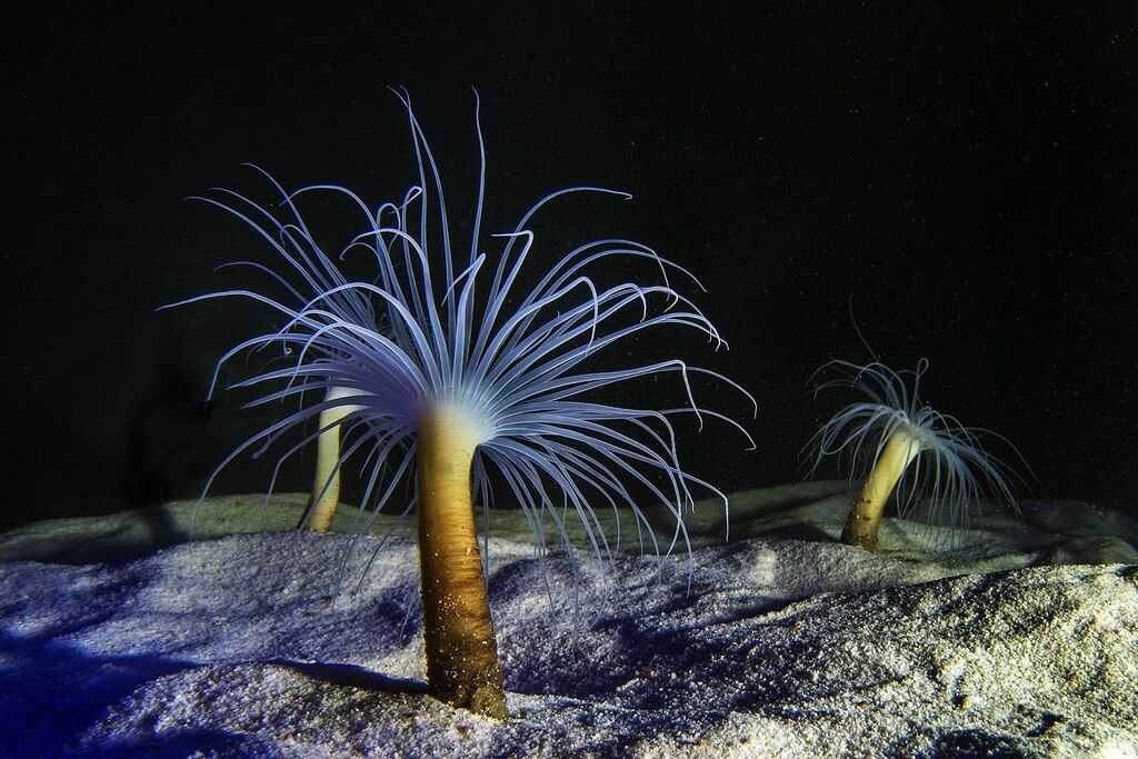 Two Oceans Aquarium | Home sweet home: how ocean animals make places…
