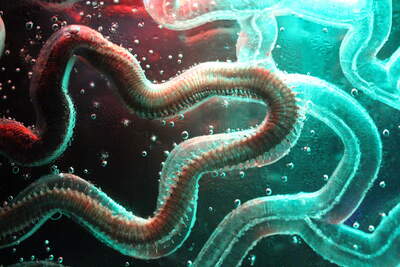 Two Oceans Aquarium | Wonderworm