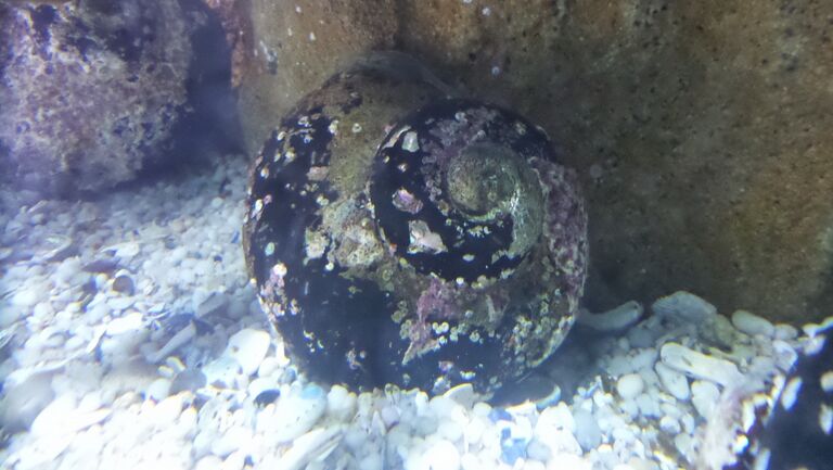 Two Oceans Aquarium | Alikreukel (giant turban)