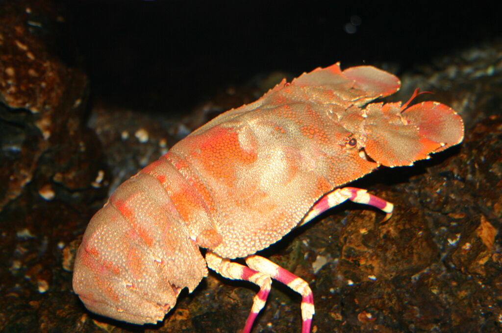 Two Oceans Aquarium | Shoveller crayfish