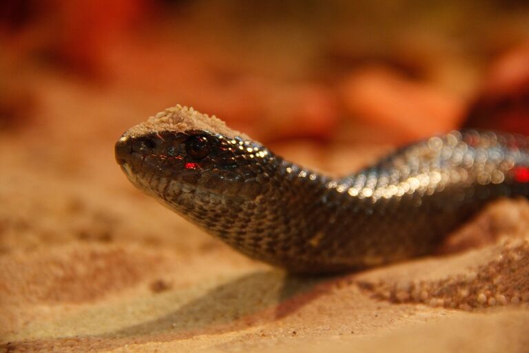 Two Oceans Aquarium | Mole snake