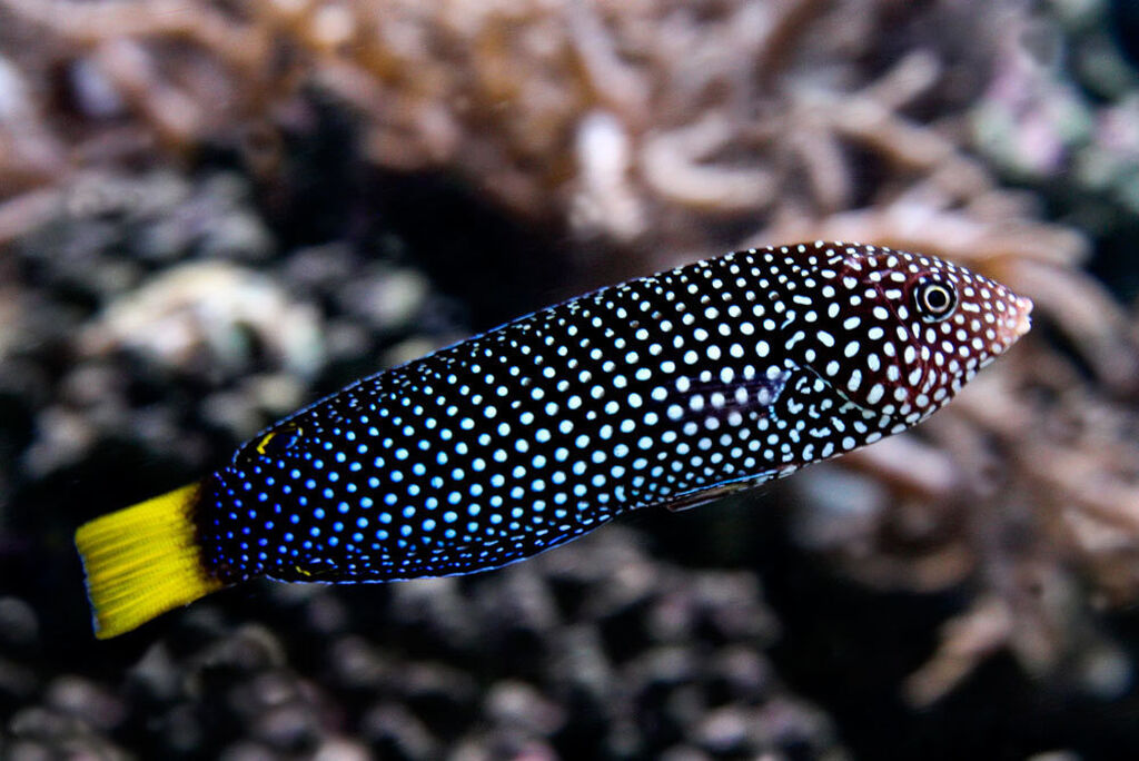 Two Oceans Aquarium | Guinea fowl wrasse