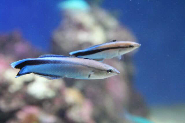 Two Oceans Aquarium | Bluestreak cleaner wrasse