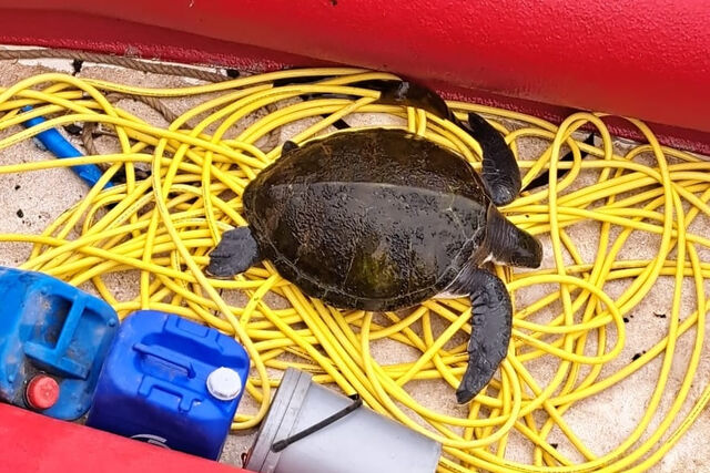 Two Oceans Aquarium | Everything you need to know about green turtle…